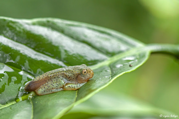 Winged gliding frog | Project Noah