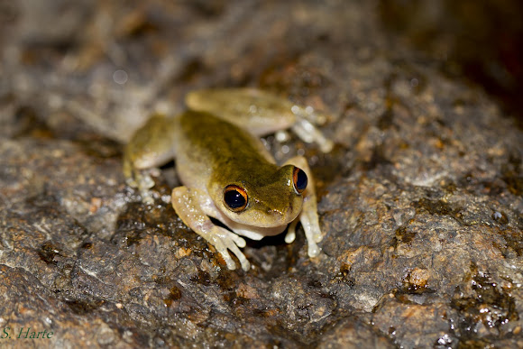 Common Mistfrog | Project Noah