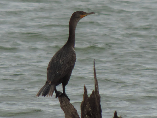 Double-crested Cormorant | Project Noah