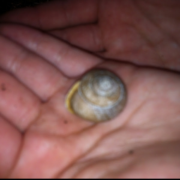 Snail shell | Project Noah
