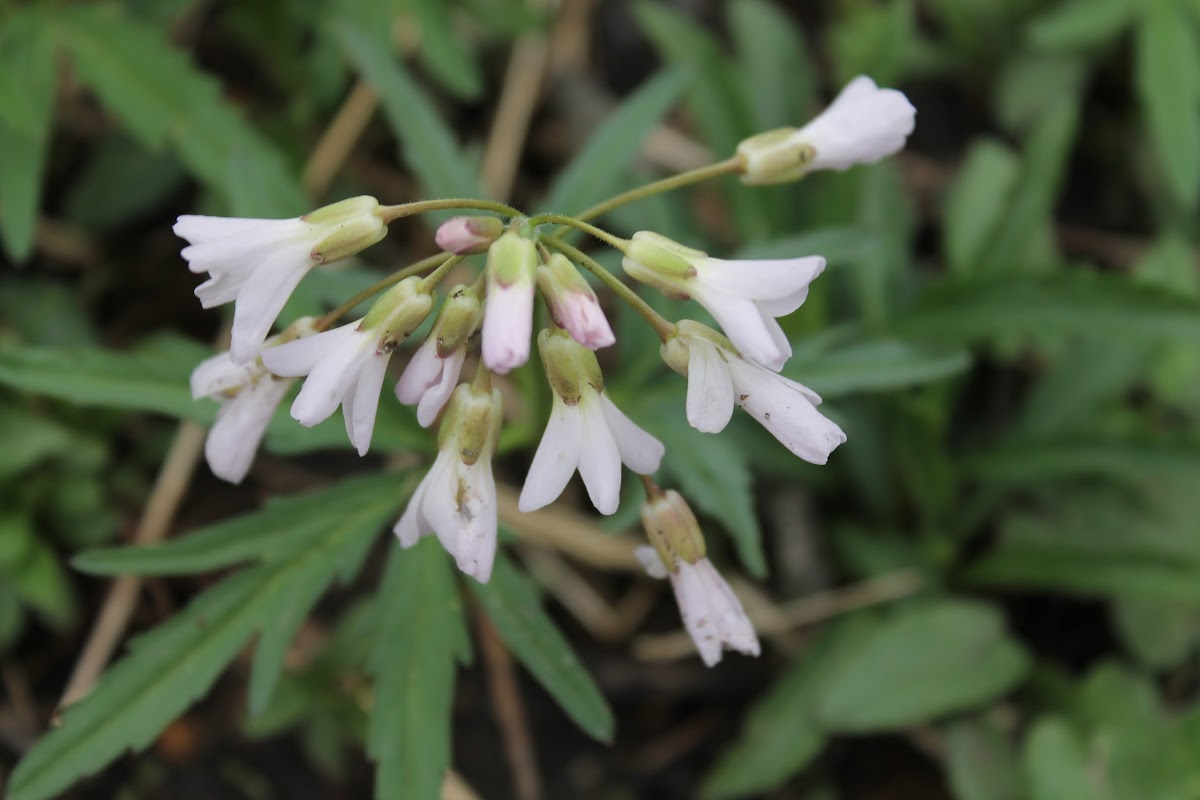 cutleaf toothwort | Project Noah