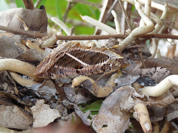 Fruit-sucking Moth | Project Noah