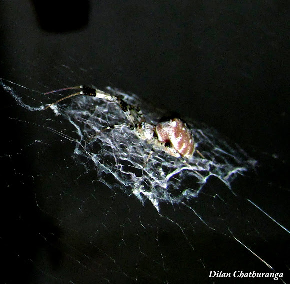 Hackled Orb Weaver | Project Noah