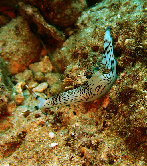 Lined nembrotha | Project Noah