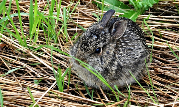 Myiasis (botfly) in rabbits | Project Noah