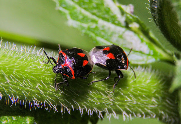 Twice-Stabbed Stink Bug | Project Noah