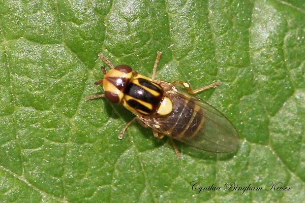 Grass Fly | Project Noah