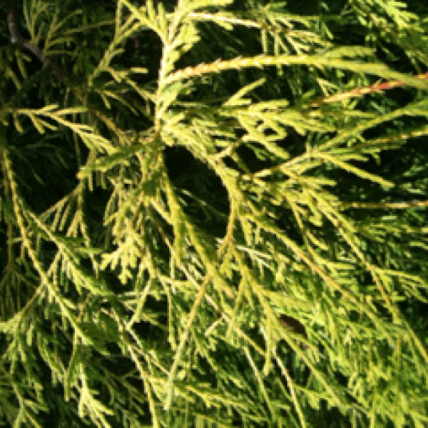 Arcadia juniper | Project Noah