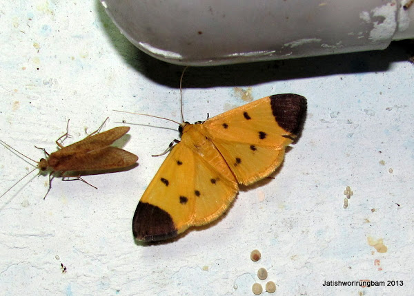 Crambidae | Project Noah