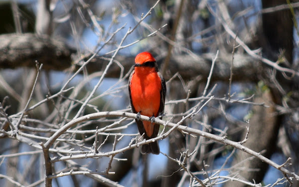 Vermilion Flycatcher | Project Noah