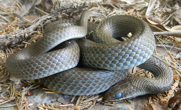 Eastern Racer | Project Noah