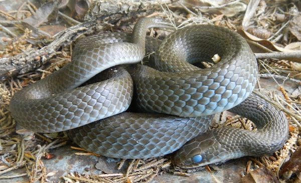 Eastern Racer | Project Noah