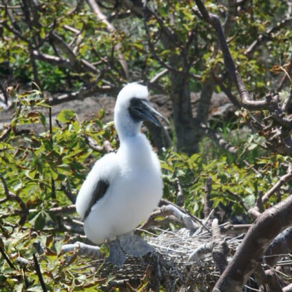 Red footed booby chick | Project Noah