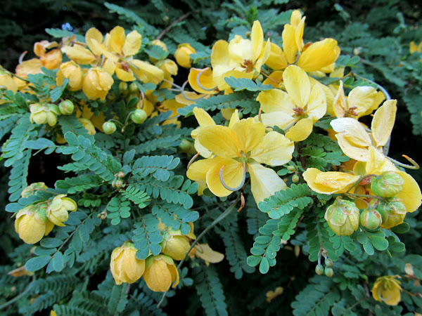 Scrambled Egg Tree | Project Noah