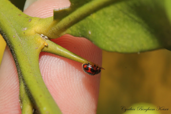 Vedalia Beetle | Project Noah