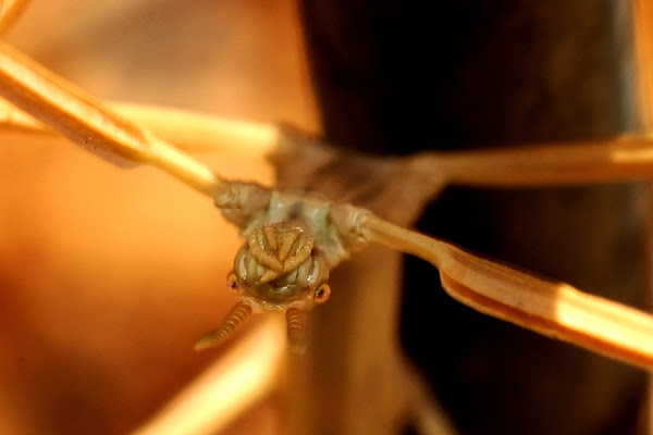 French Stick Insect; Insecto Palo | Project Noah