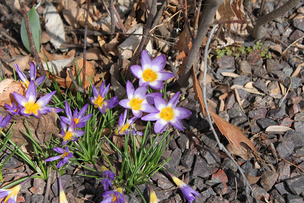 Crocus | Project Noah