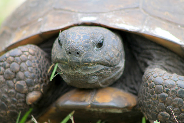 Gopher Tortoise | Project Noah