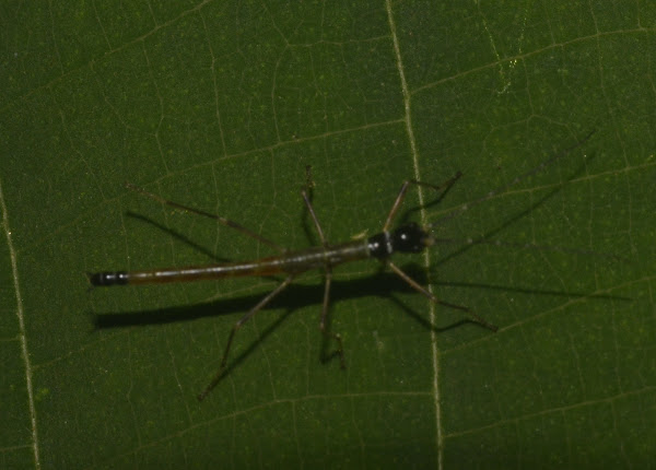 Stick Insect, Phasmid - Hatchling | Project Noah