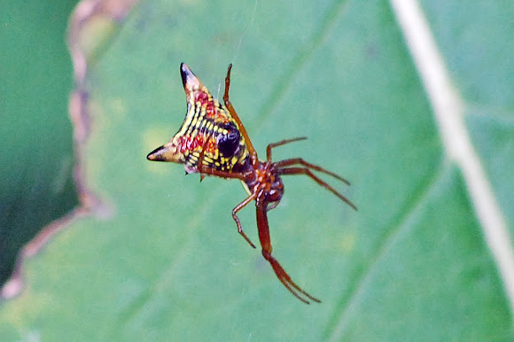 Arrow-shaped Micrathena Spider | Project Noah