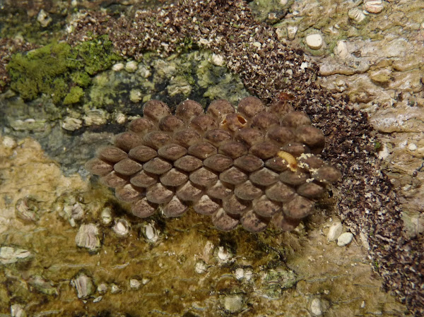 Insect Eggs | Project Noah