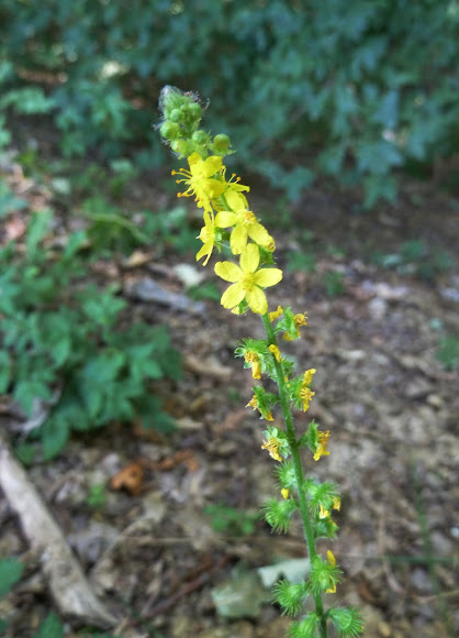 Common Agrimony | Project Noah
