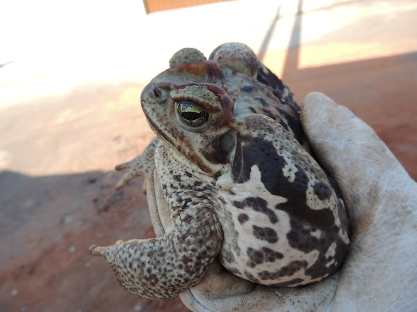 Giant Marine Toad/Cane Toad | Project Noah