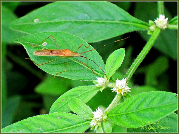 Slender Rice Bug | Project Noah