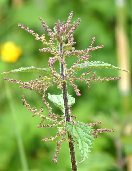 Stinging Nettle | Project Noah