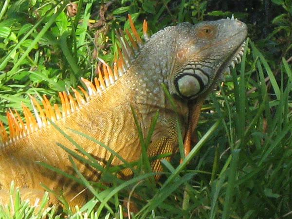 Green Iguana, Red Phase | Project Noah