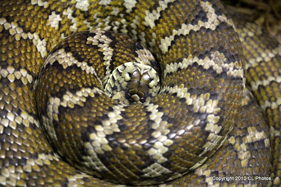 Carpet Snake or Carpet Python | Project Noah