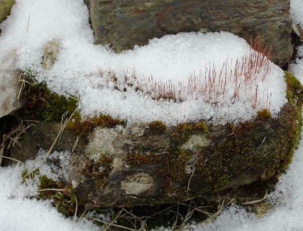 Wall Screw Moss | Project Noah