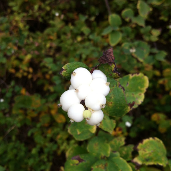 Snowberry, Waxberry, Ghostberry | Project Noah