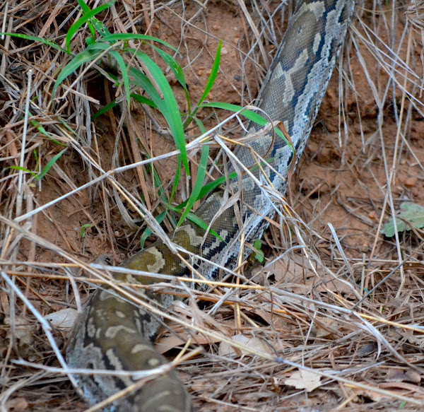 African Rock Python | Project Noah