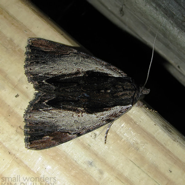 Ultronia Underwing Moth | Project Noah