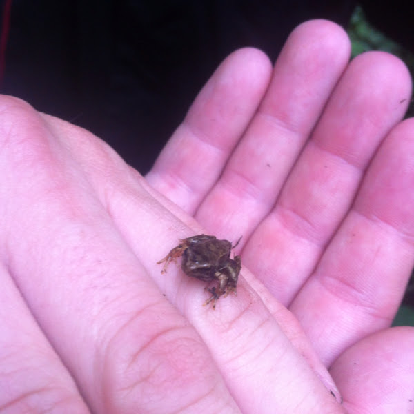 Common frog | Project Noah