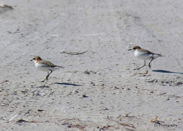 Red-capped Plovers | Project Noah