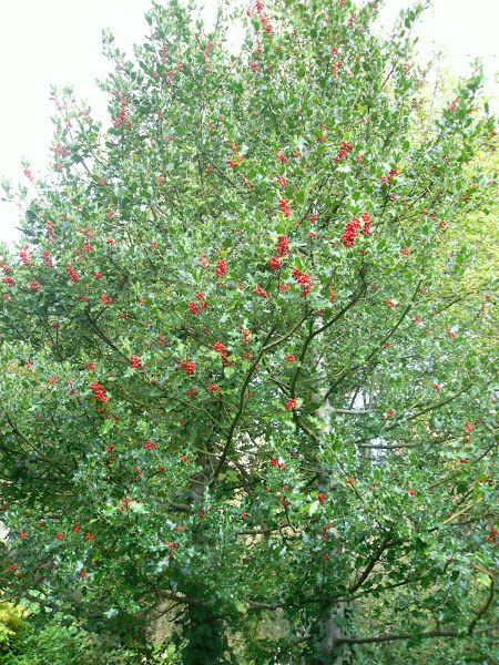 Holly | Project Noah