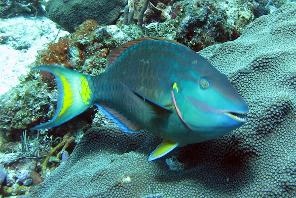 Stoplight Parrotfish | Project Noah