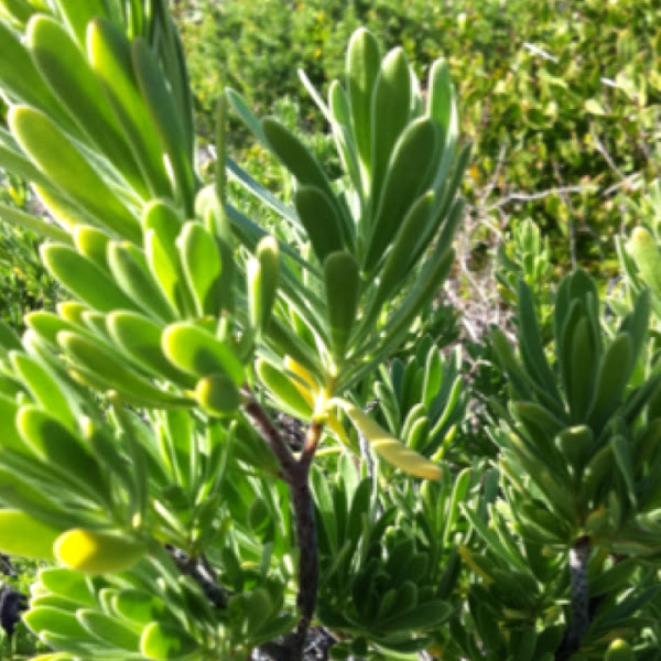 Iodine plant | Project Noah