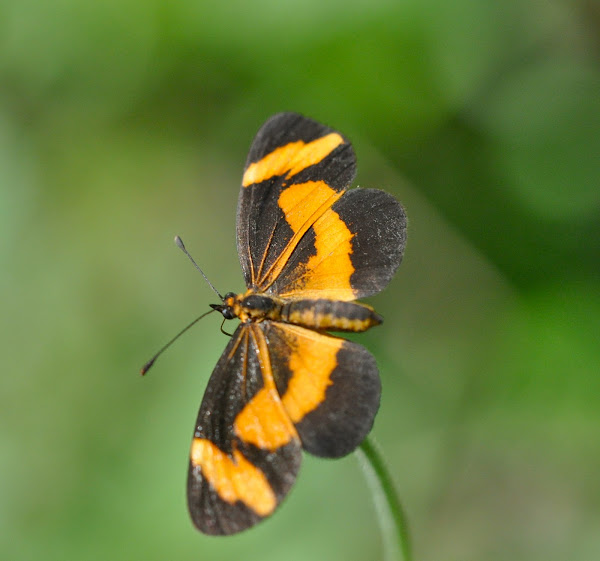 Elf Butterfly | Project Noah