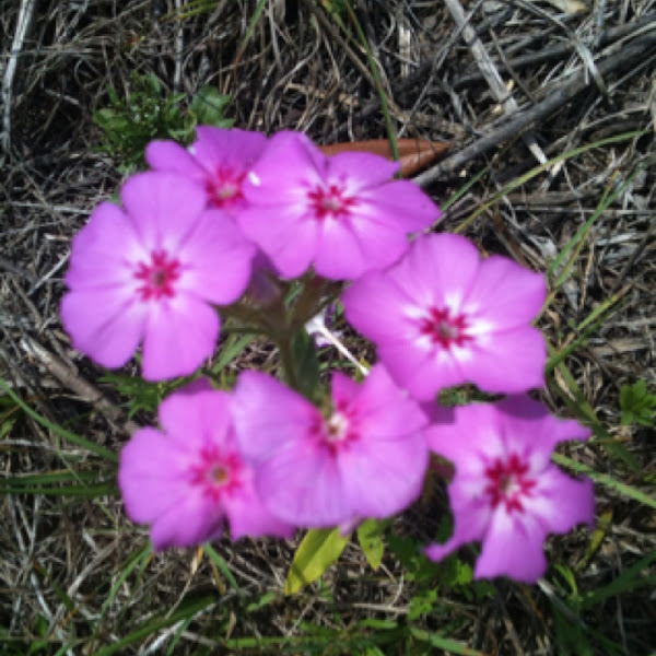 Phlox (species TBD) | Project Noah