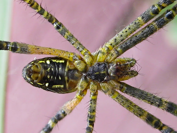 Tent Spider (mature female in web) | Project Noah