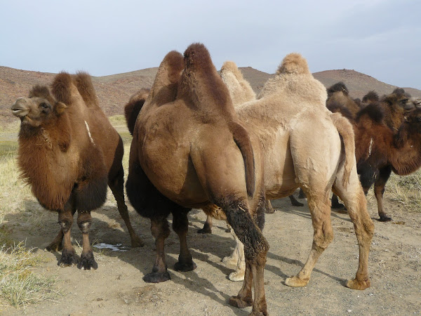 White Bactrian Camel | Project Noah