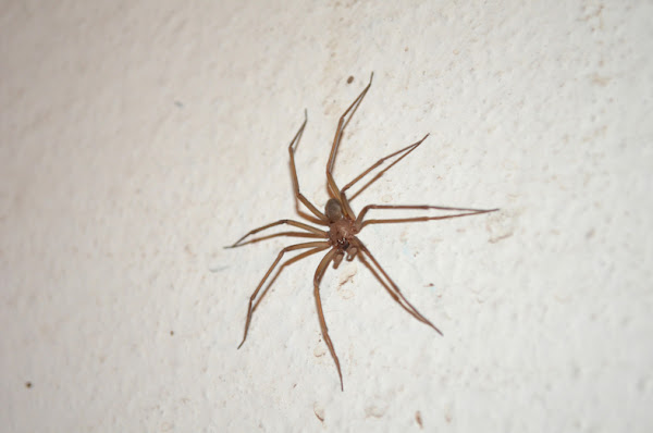 Chilean recluse | Project Noah