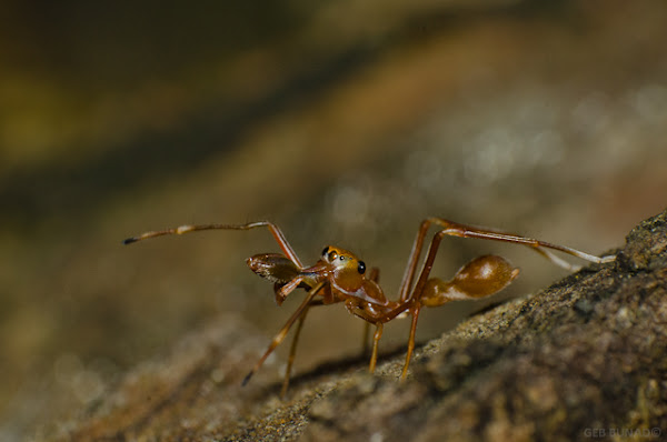 Red Ant-mimicking Spider (Male) | Project Noah