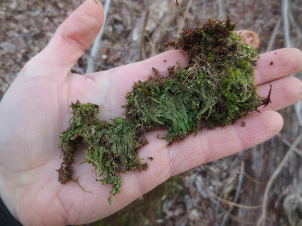 Leafy liverwort | Project Noah