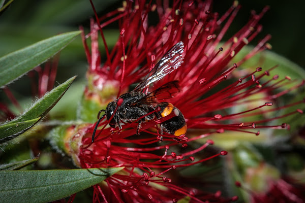 Wasp-Mimic Bee | Project Noah