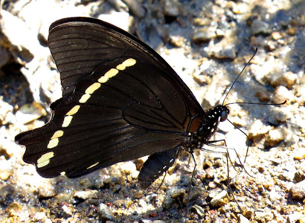 Green-banded swallowtail | Project Noah