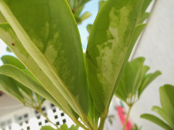 Bicho Lixeiro Verde | Project Noah
